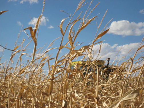 Combining-Corn | Life on a Colorado Farm