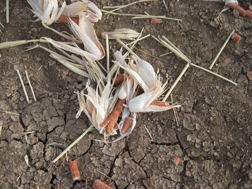 Harvesting Corn — From Beginning to End | Life on a Colorado Farm