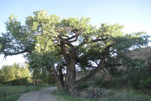 Why This Tree is Called Cottonwood | Life on a Colorado Farm