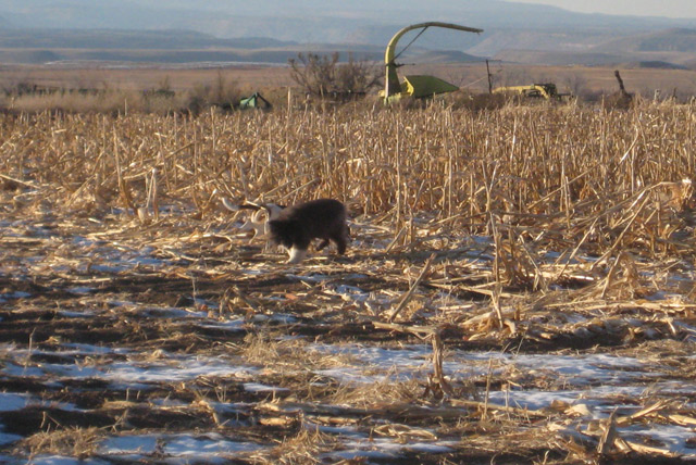 The Adventures of Fuzzy and Boomer on Friday —Hunting Mice | Life on a ...