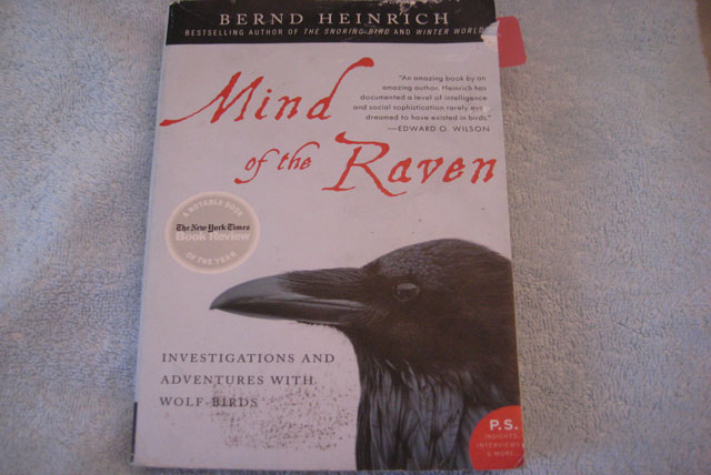 The Mind of the Raven | Life on a Colorado Farm