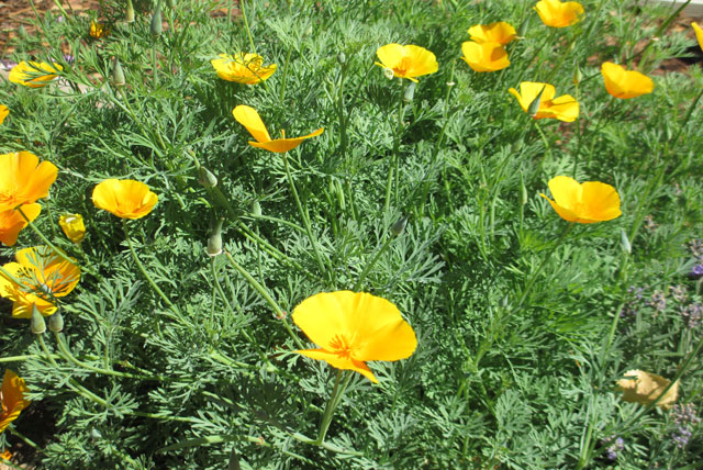 California Poppies in Colorado | Life on a Colorado Farm