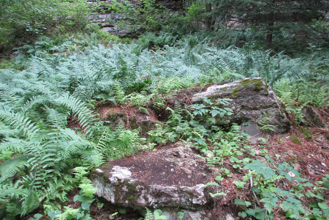 Ferns | Life on a Colorado Farm