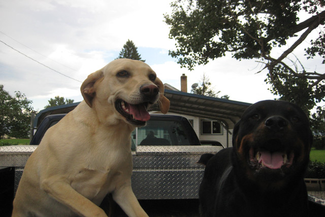 Hu-Bug | Life on a Colorado Farm