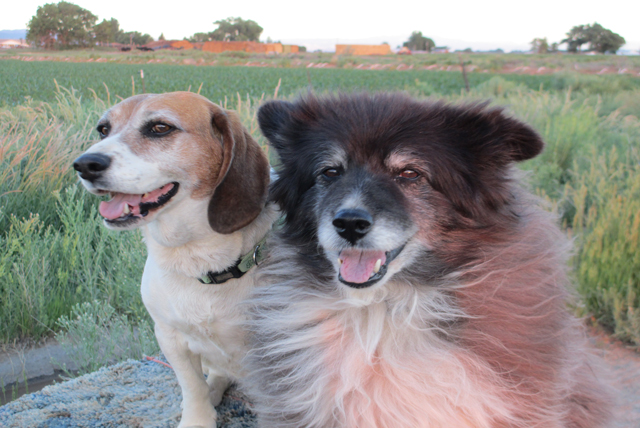 Smiling-Dogs | Life on a Colorado Farm