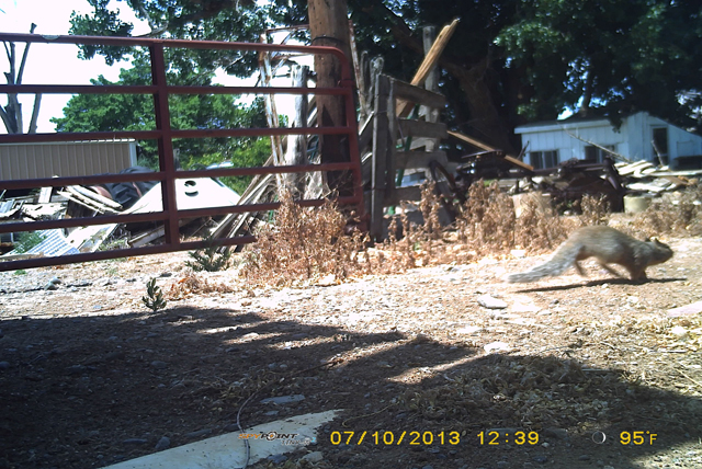 The Adventures of Fuzzy and Boomer on Friday — The Liv’n is Easy | Life ...