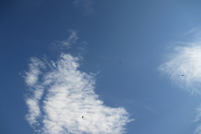 Buzzard | Life on a Colorado Farm