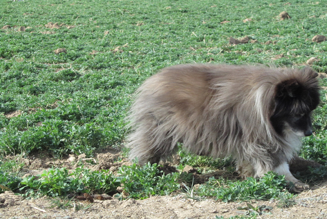 The Adventures of Fuzzy and Boomer on Friday—Working with Mom | Life on ...