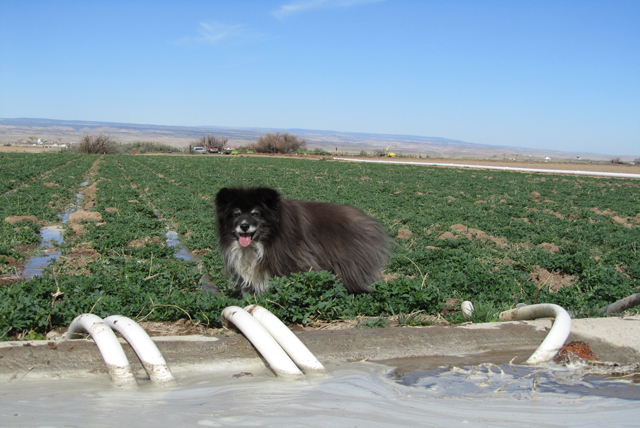 My-best-helper | Life on a Colorado Farm