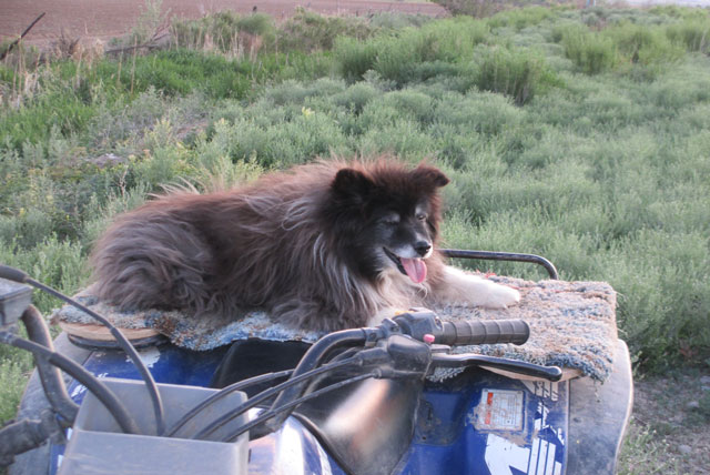 My-best-helper | Life on a Colorado Farm