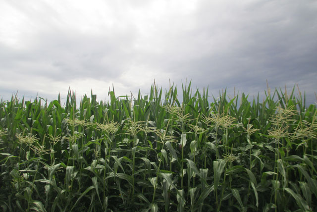 Our-sweet-corn | Life on a Colorado Farm