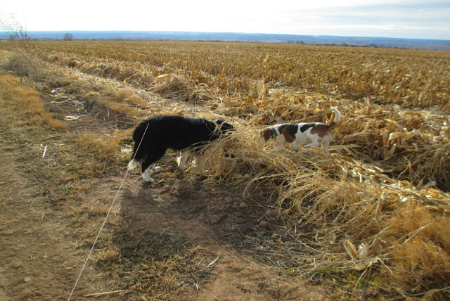 Smells | Life on a Colorado Farm