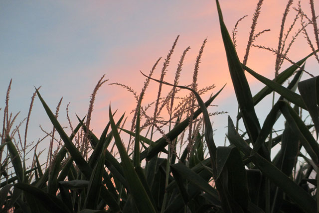Pink-Corn | Life on a Colorado Farm