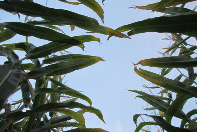 More-Corn-Tunnel | Life on a Colorado Farm