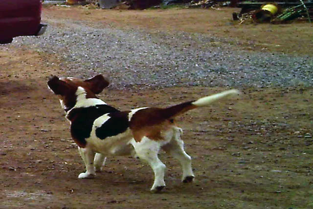 BARK-BAY | Life on a Colorado Farm