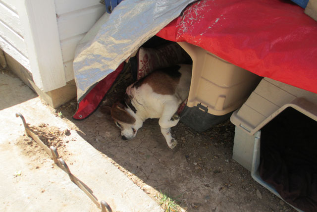 Nap time | Life on a Colorado Farm