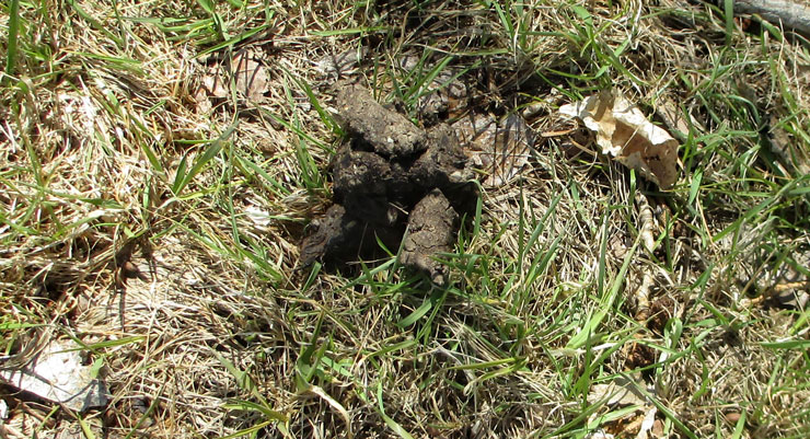 The Adventures of Boomer on Friday— Mom Puts Her Foot Down | Life on a ...