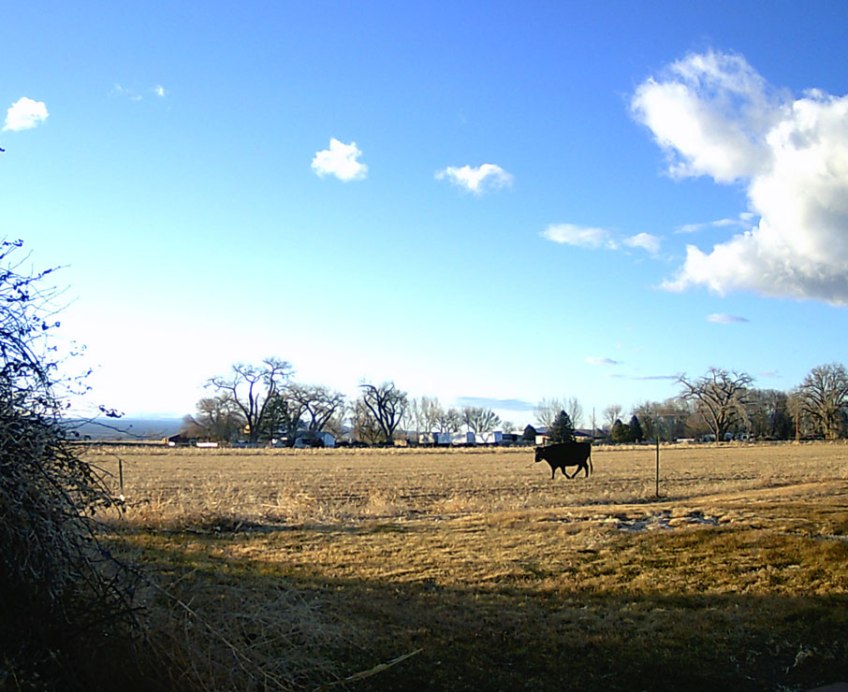 Good-Cow | Life on a Colorado Farm