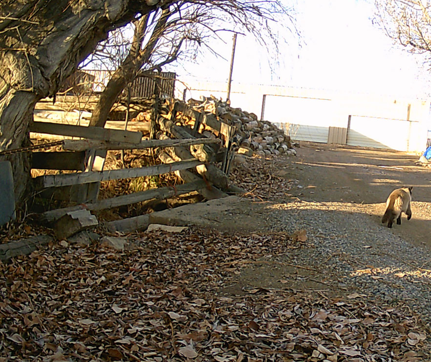 Leaves-TCL | Life on a Colorado Farm