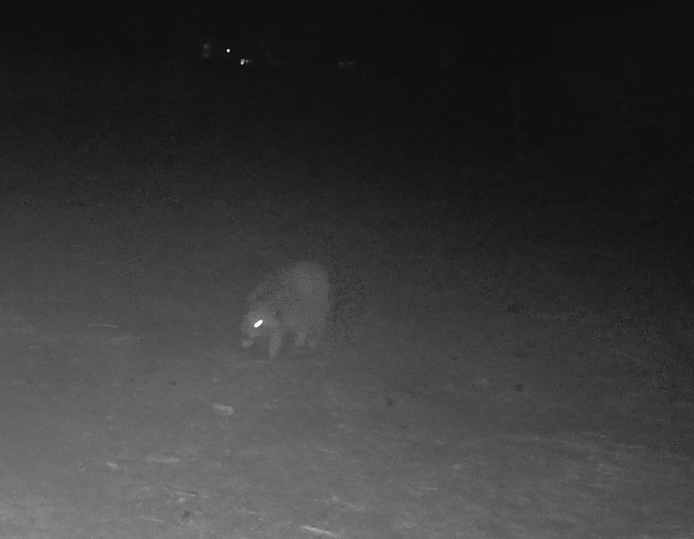 Porqupine | Life on a Colorado Farm