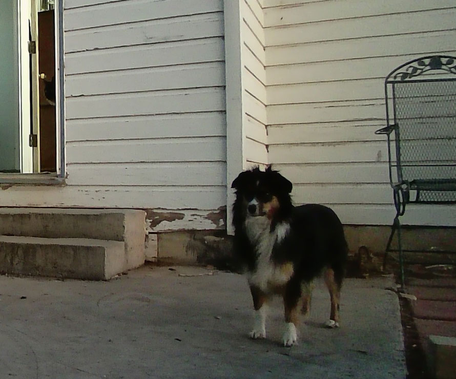 COWS-BBB | Life on a Colorado Farm