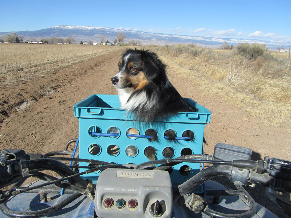 Boo-and-Basket | Life on a Colorado Farm