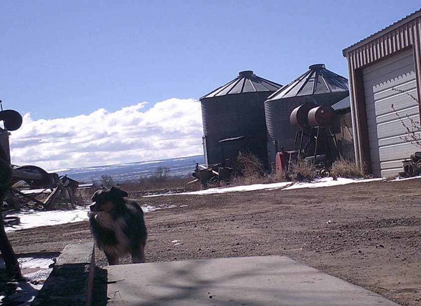 Boo-and-the-wind | Life on a Colorado Farm