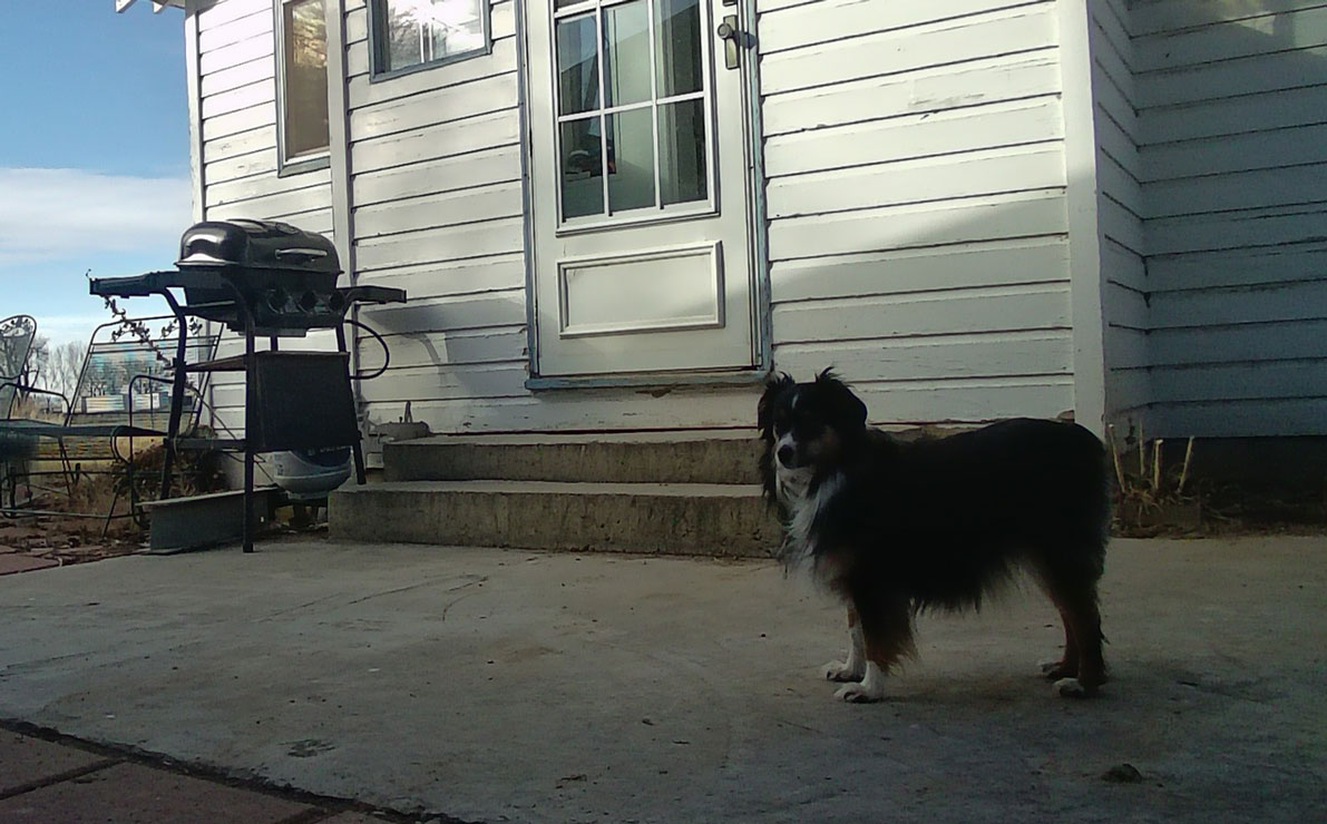 Guard-Boo | Life on a Colorado Farm