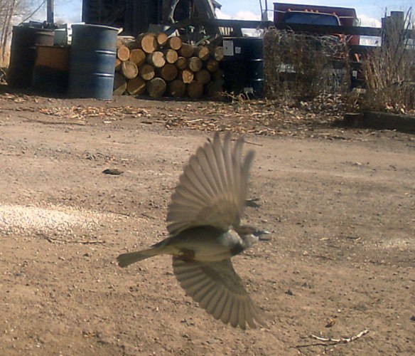Life on a Colorado Farm | Life on a Colorado Farm (All Rights Reserved)