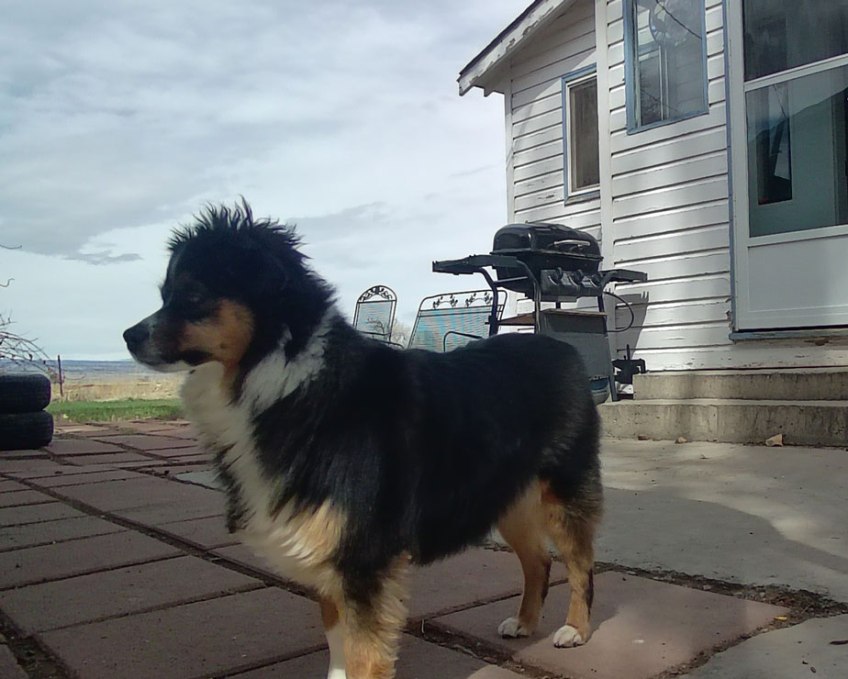 Boo-in-the-wind | Life on a Colorado Farm