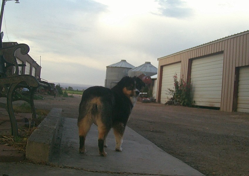 Early-Morning-Boo | Life on a Colorado Farm