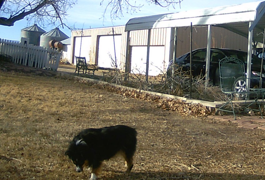 Boo-on-Lawn | Life on a Colorado Farm