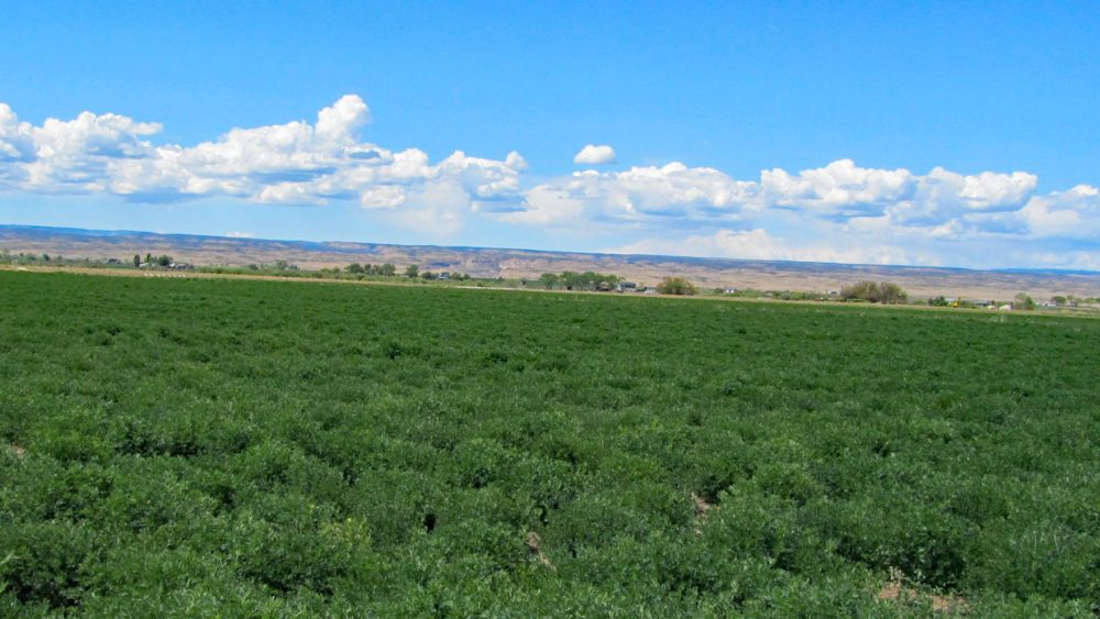 From Blooms to Leaves, No Fruit This Year—- Monday, April 28, 2025 ...