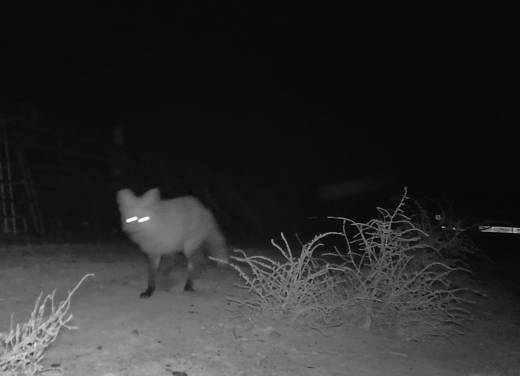 While Out Searching for One of the Cow(s) —- Tuesday, January 13, 2026 ...