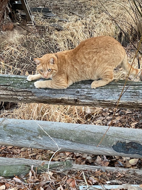 The Adventures of Boo Berry Betty, TLC Cai-Cai, and Mr. Hobbs on Friday ...