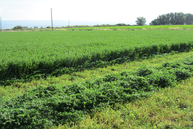 Our Farm Smells Yummy — Wednesday, June 3, 2026 | Life on a Colorado Farm